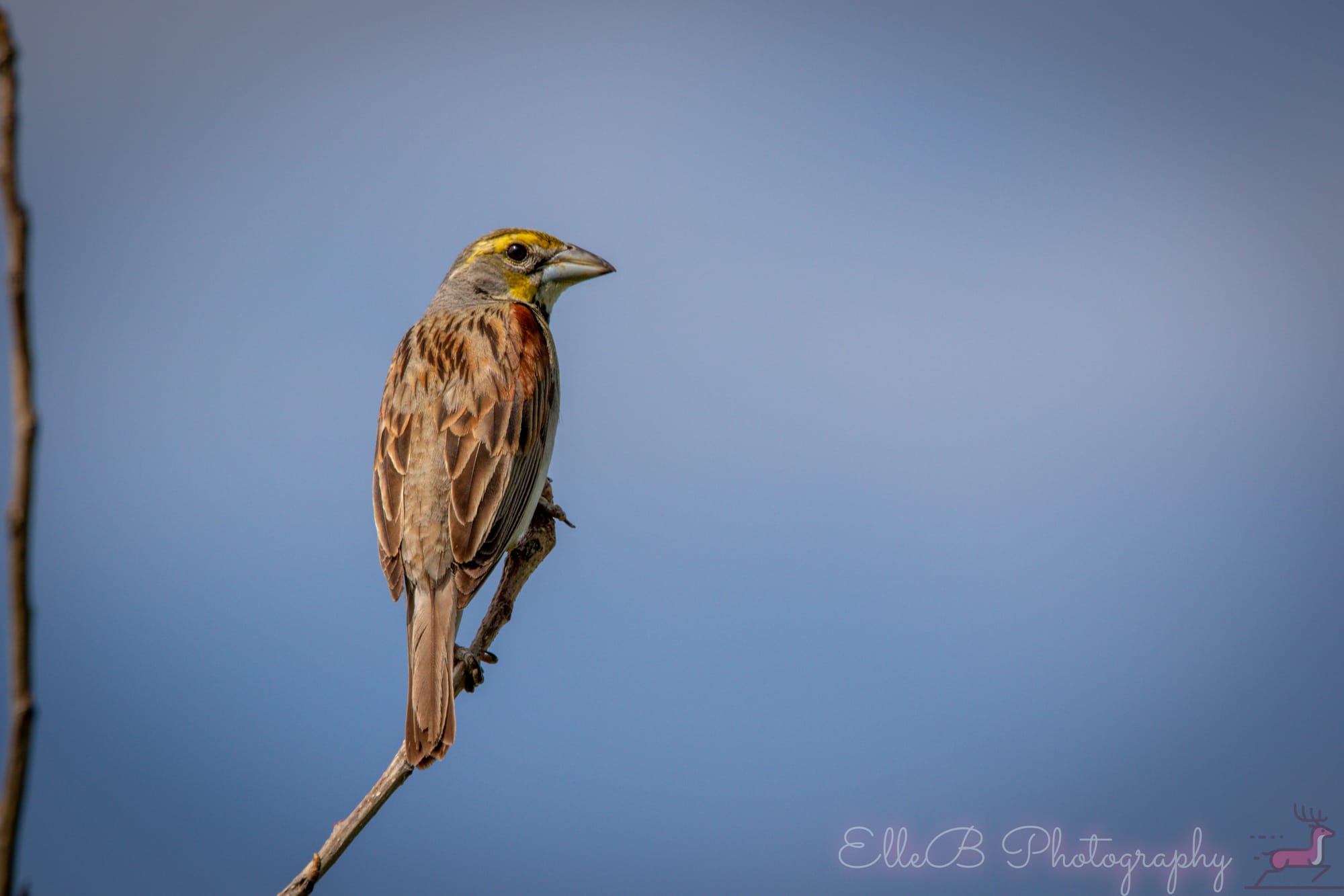 Bird Tracking 2025: June & July